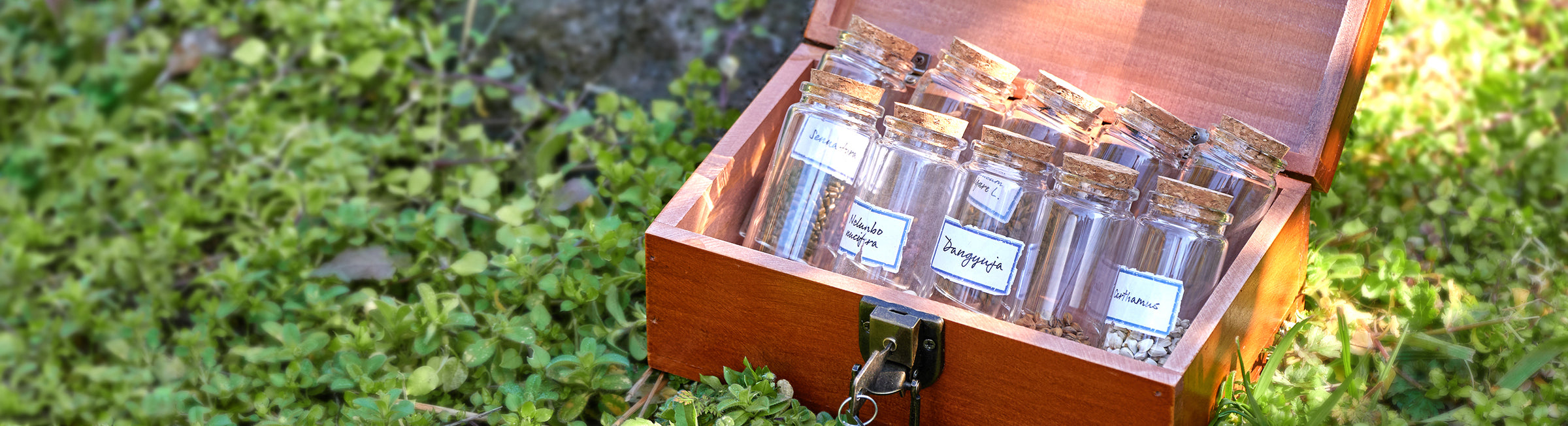 SEED STORY – Deardot.